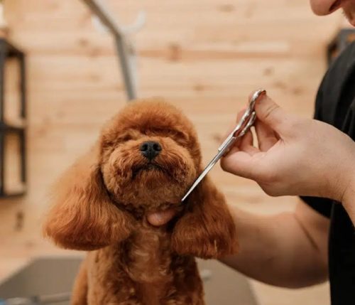 Toy Poodle Grooming Gold Coast | Asian & Fluffy Poodle Grooming